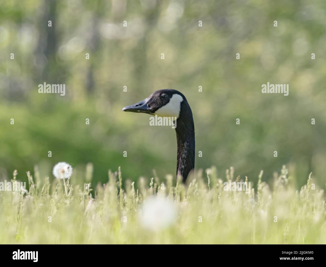 A Canadian goose head in the middle of the grasses Stock Photo - Alamy