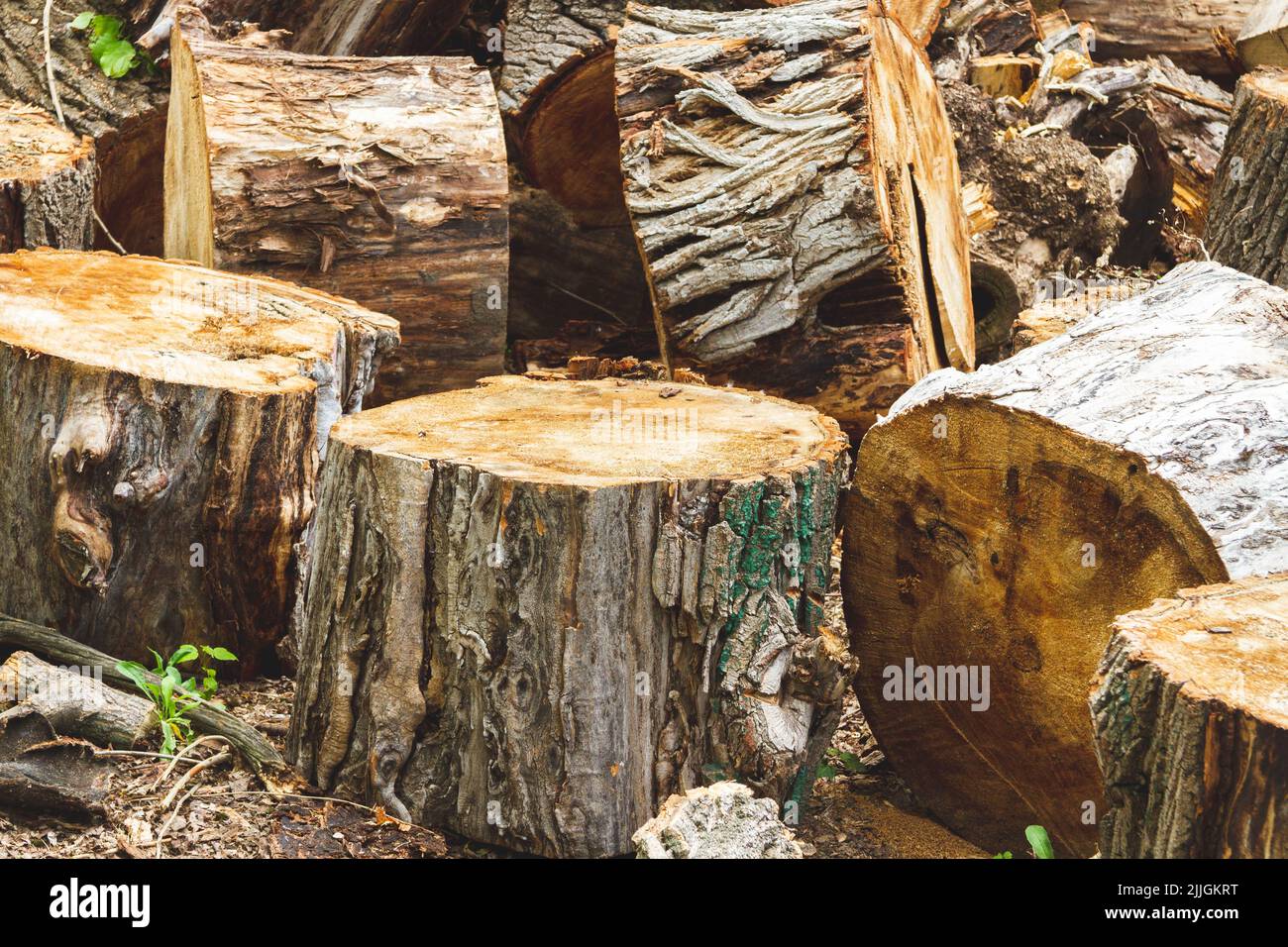 The problem of deforestation. Export of timber from the country ...