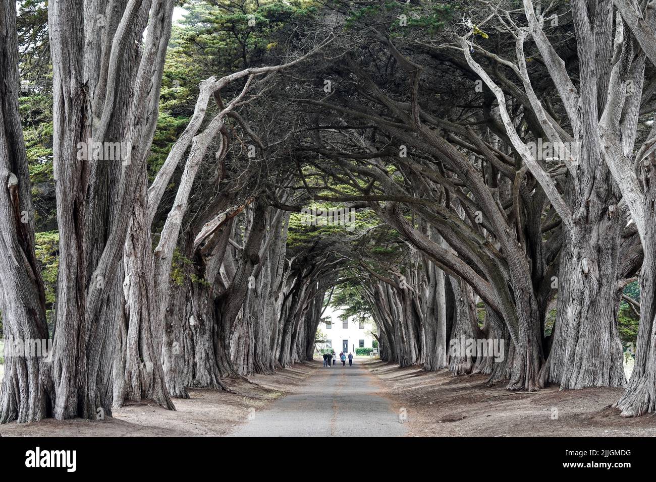 Cool tree tunnel hi-res stock photography and images - Alamy