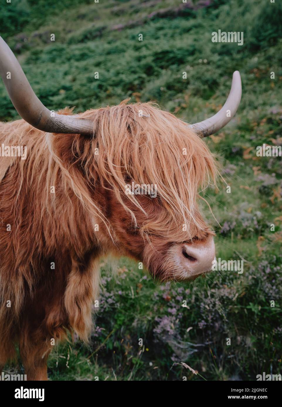 The horns and long hair of a scottish highland cow / cattle breed ...