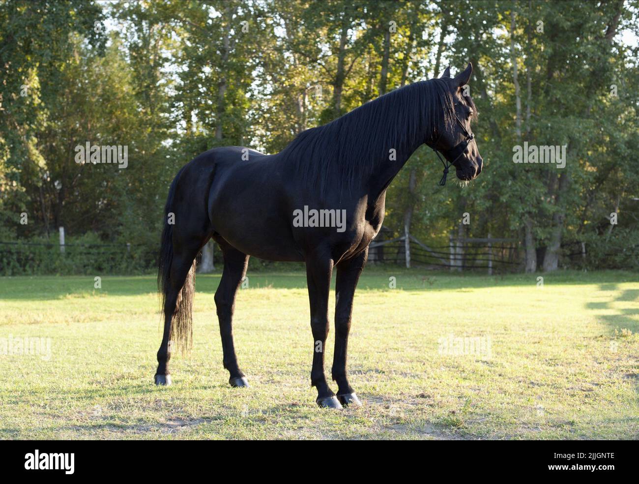 Flicka horse hi-res stock photography and images - Alamy
