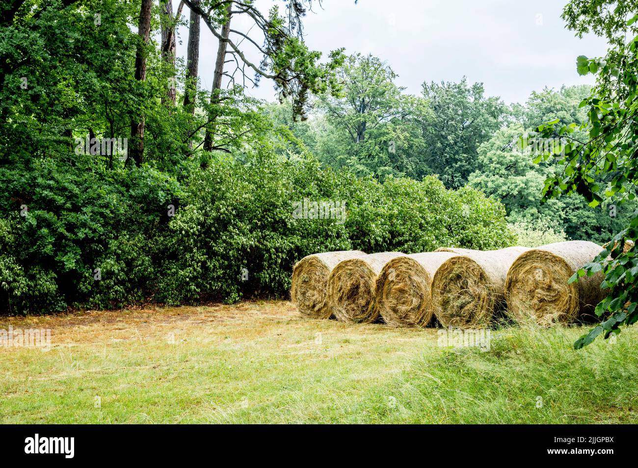 Heurolle, rolled hay bale Stock Photo - Alamy