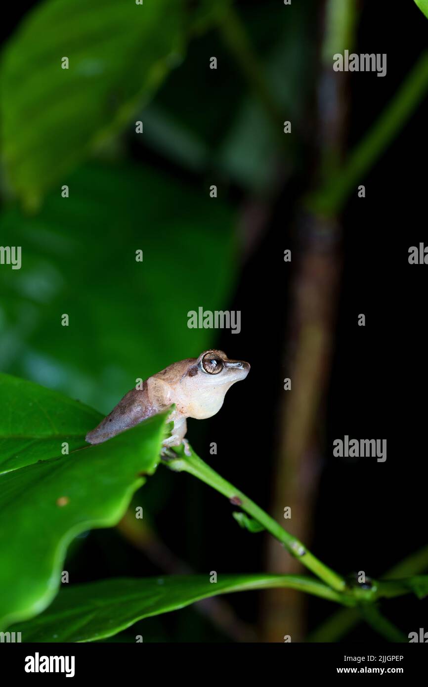 Bush Frog on leaf in south western Ghats, India on a rainy season Stock ...
