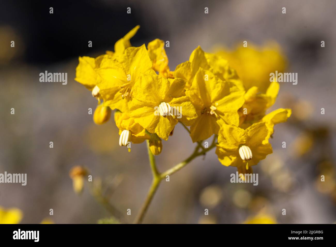 Solanum lycopersicoides of the wild tomato family in bloom near Putre ...