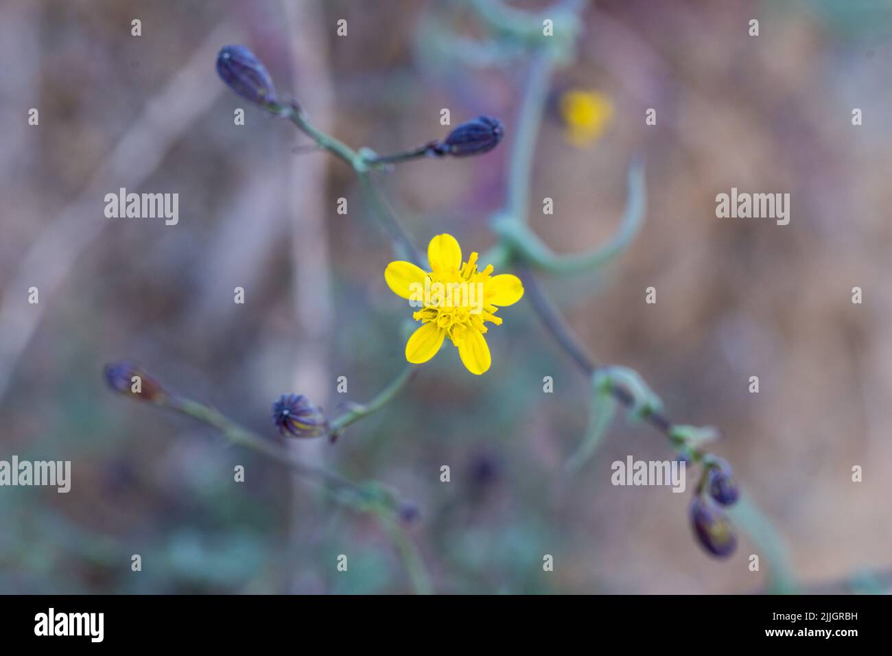 Senecio ctenophyllus photographed at Putre, Chile at 11,000 ft ...