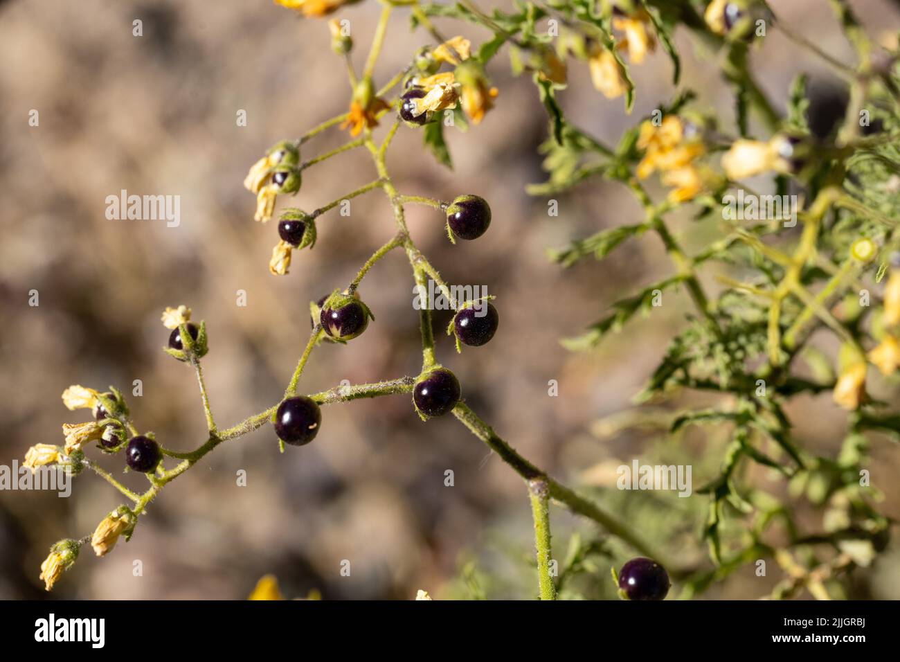 Fruit of Solanum lycopersicoides of the wild tomato family near Putre ...