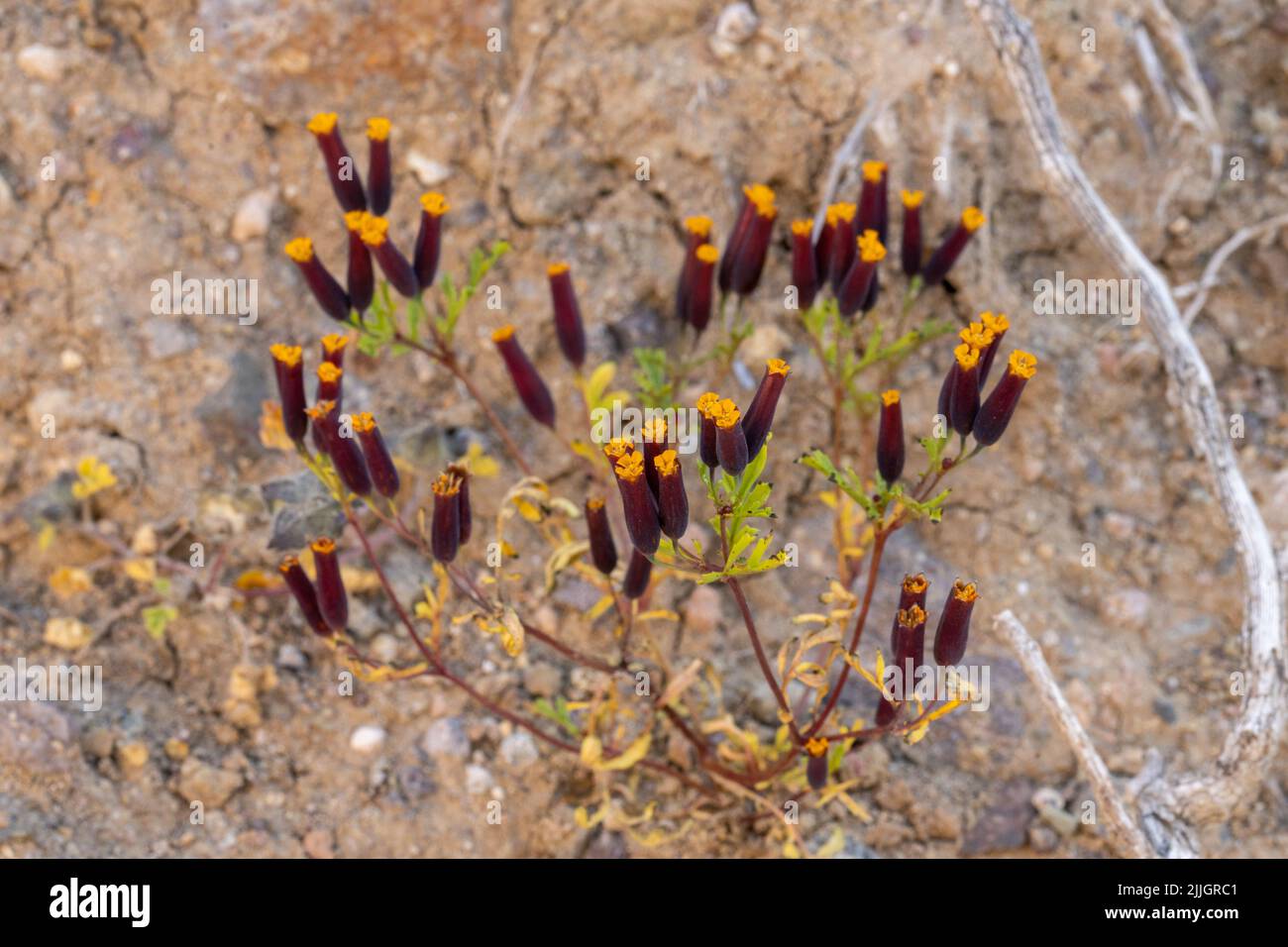 Tagetes multiflora is a native Chilean wildflower, show here at Putre ...