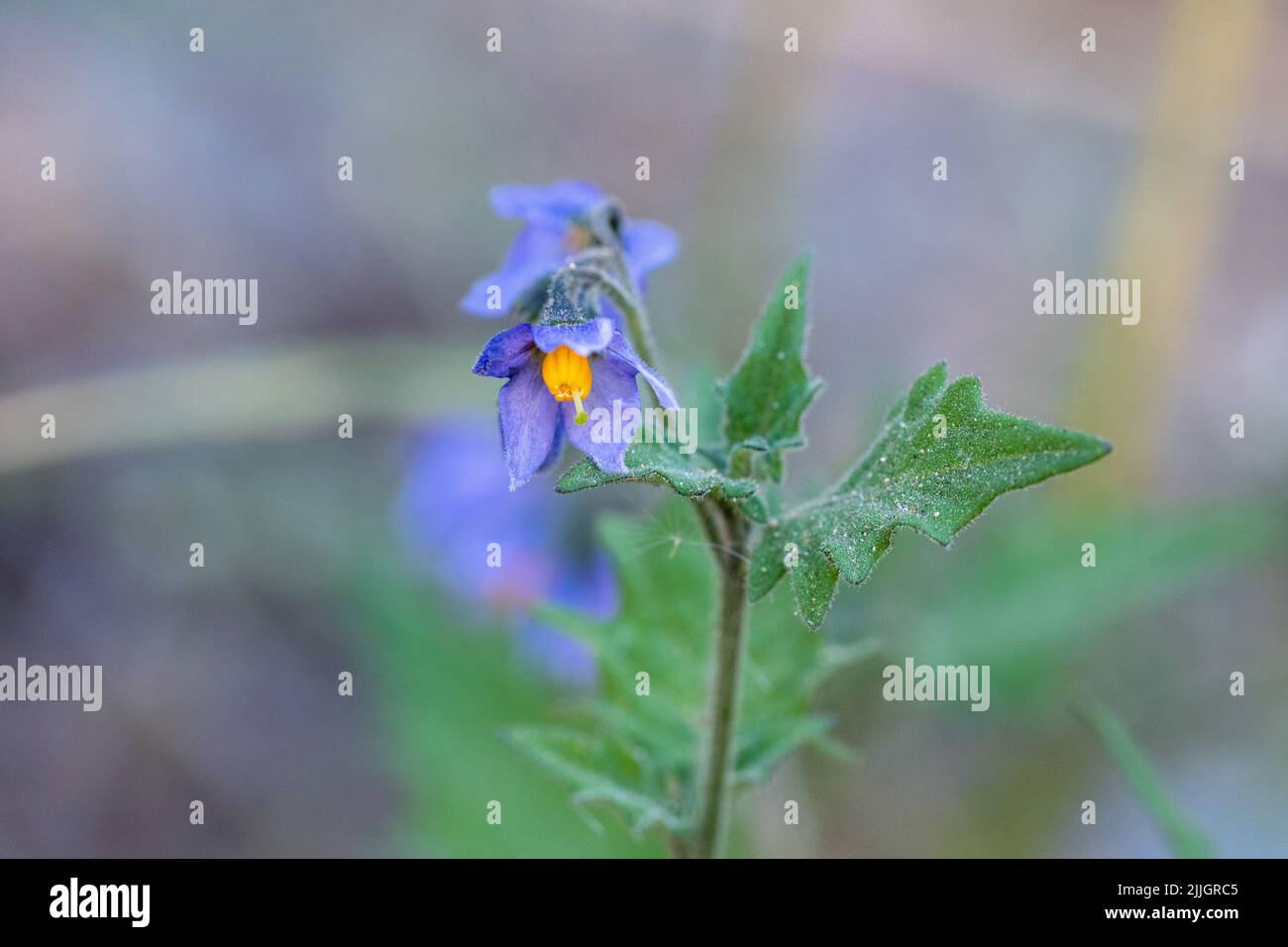 Solanum pulchellum, a wildflower in the nightshade family, Photographed ...