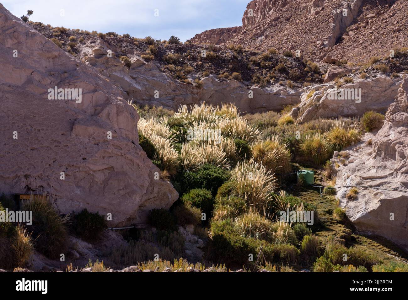 Pampas grass in the valley of the Rio Salado in the Atacama Desert near ...