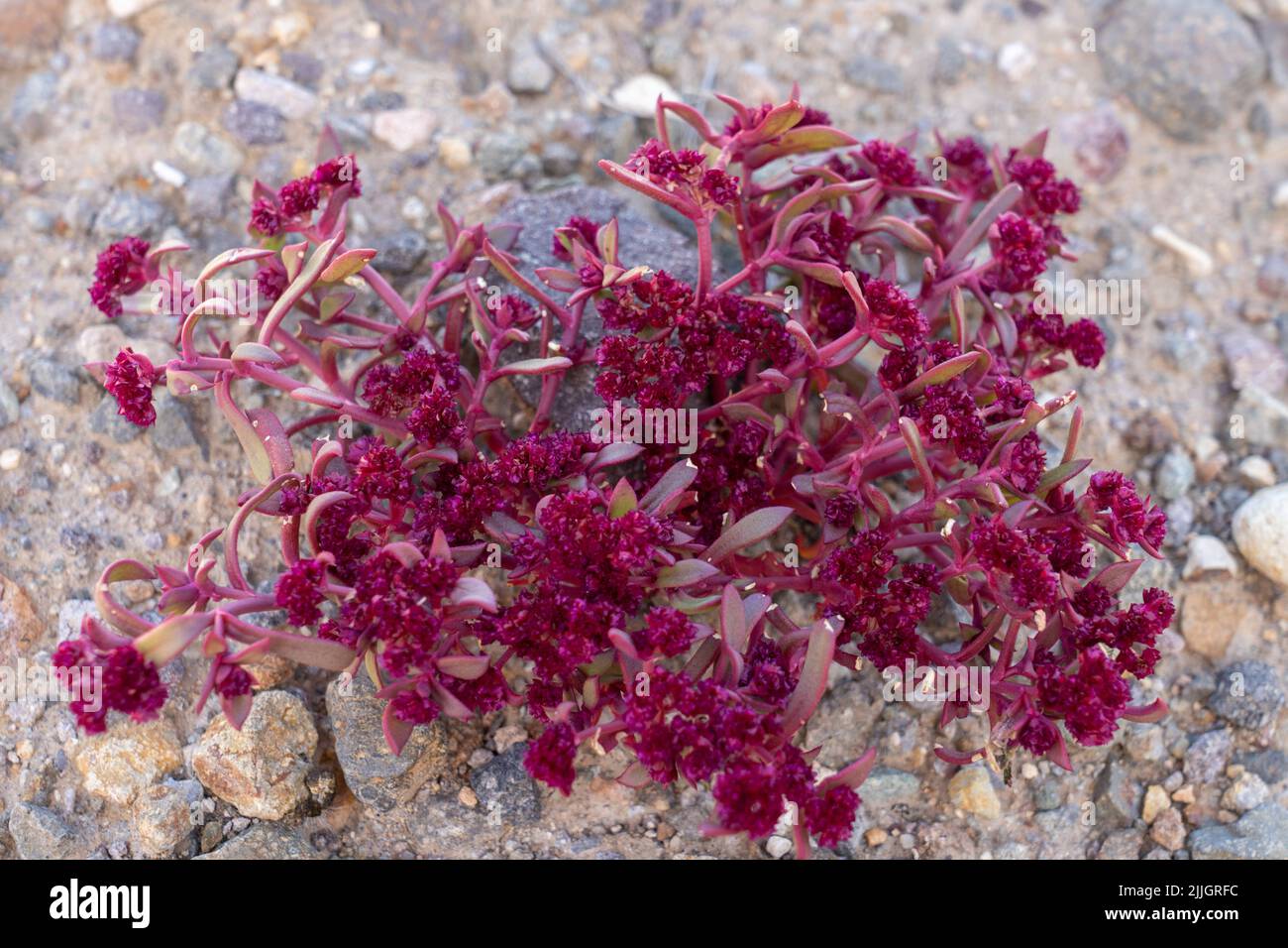 Pussy Paws, Genus Cistanthe, are a group of succulent wildflowers ...