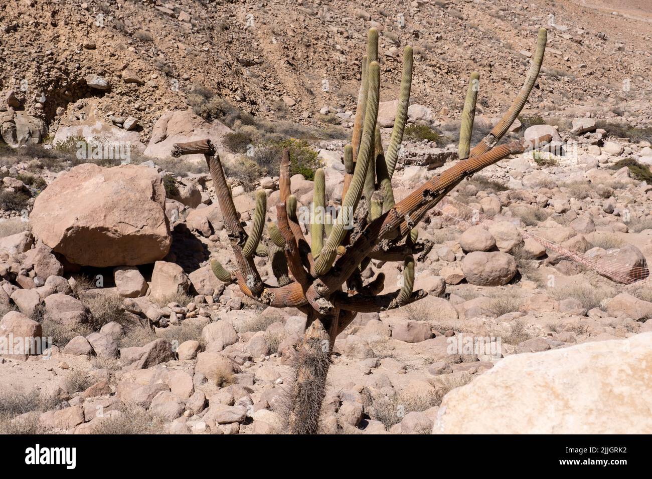 Candelabra Cactus, Bowningia candelaris, on the rocky hillsides of ...