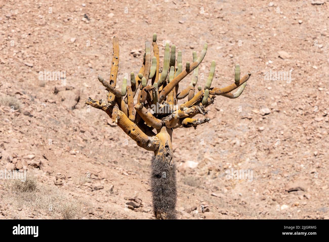 Candelabra Cactus, Bowningia candelaris, on the rocky hillsides of ...