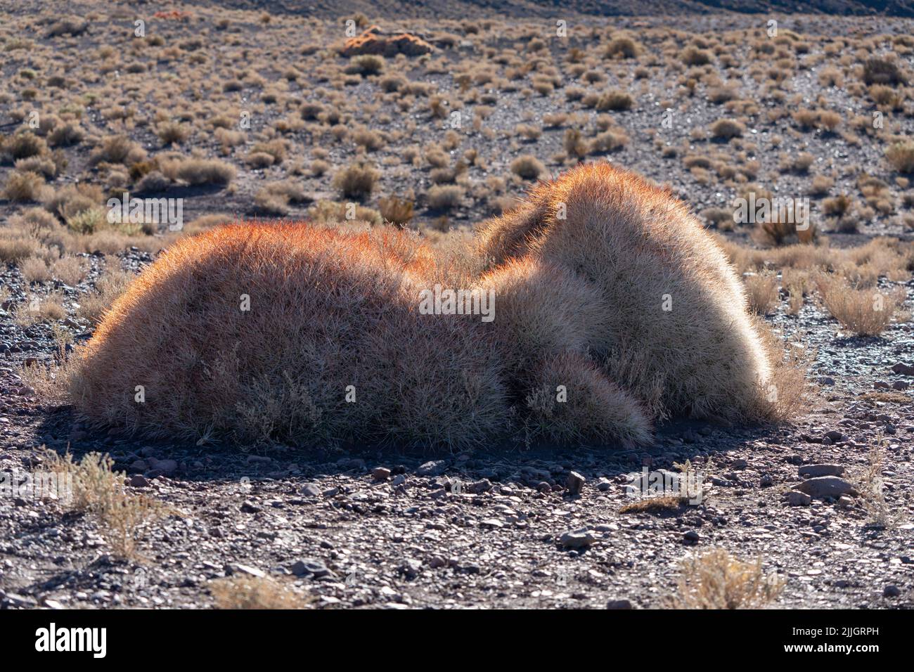 A Maihueniopsis camachoi cactus in the Atacama Desert near San Pedro de ...