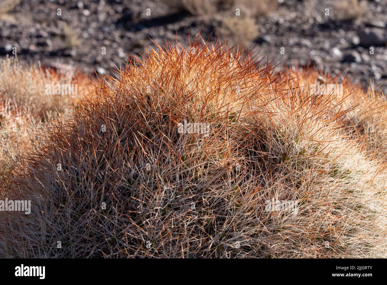 Close-up of a Maihueniopsis camachoi cactus in the Atacama Desert near ...
