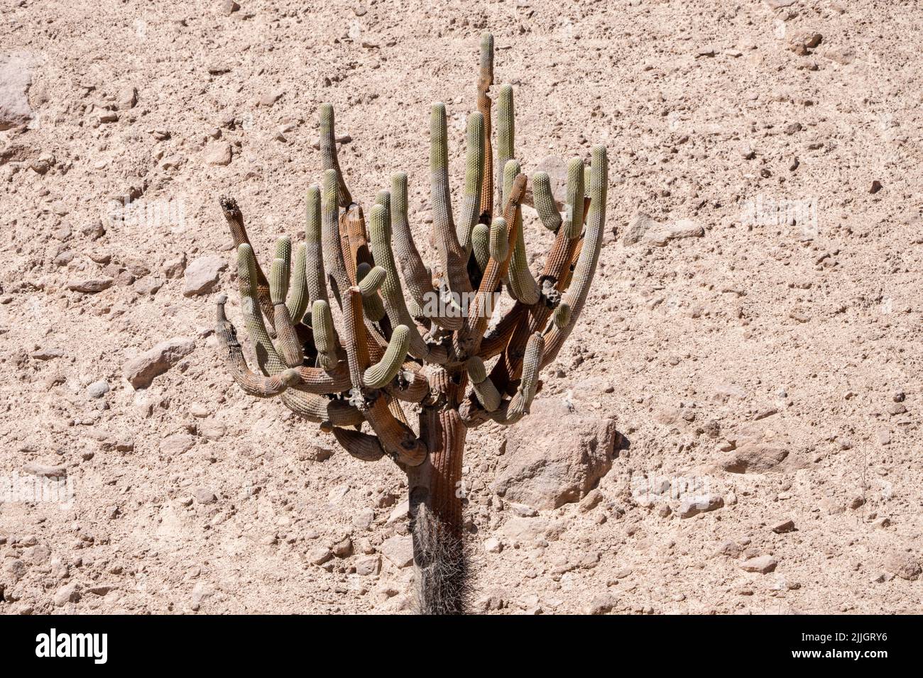 Candelabra Cactus, Bowningia candelaris, on the rocky hillsides of ...