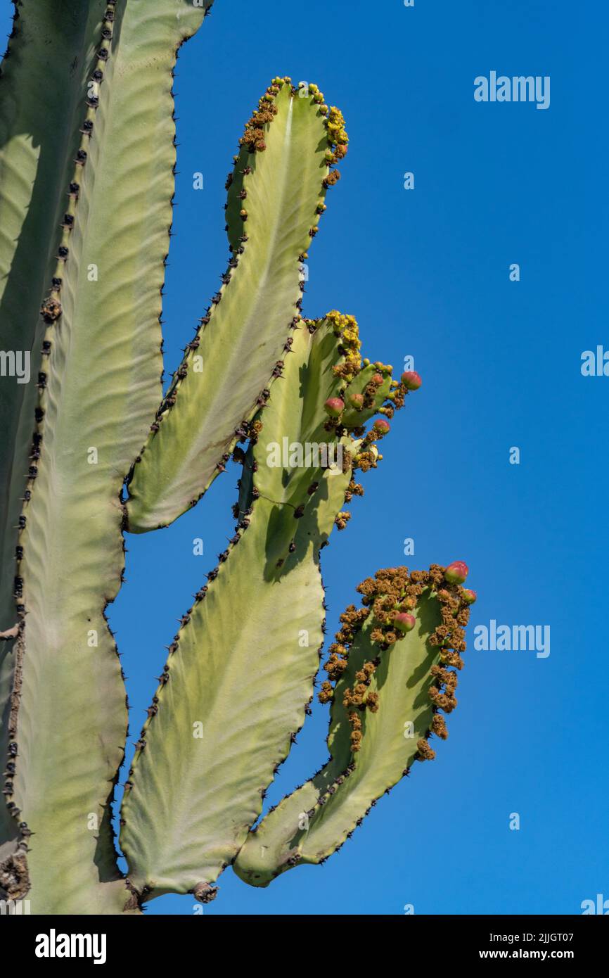 A large cactus-like succulent of the Genus Euphorbia in Chile Stock ...
