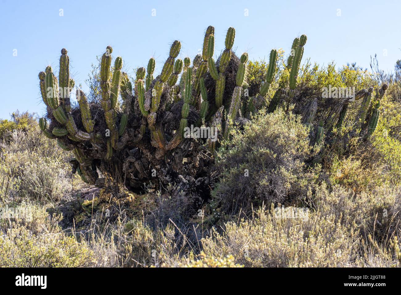 Corryocactus brevistylus, a columnar cactus in the Andean foothills at ...