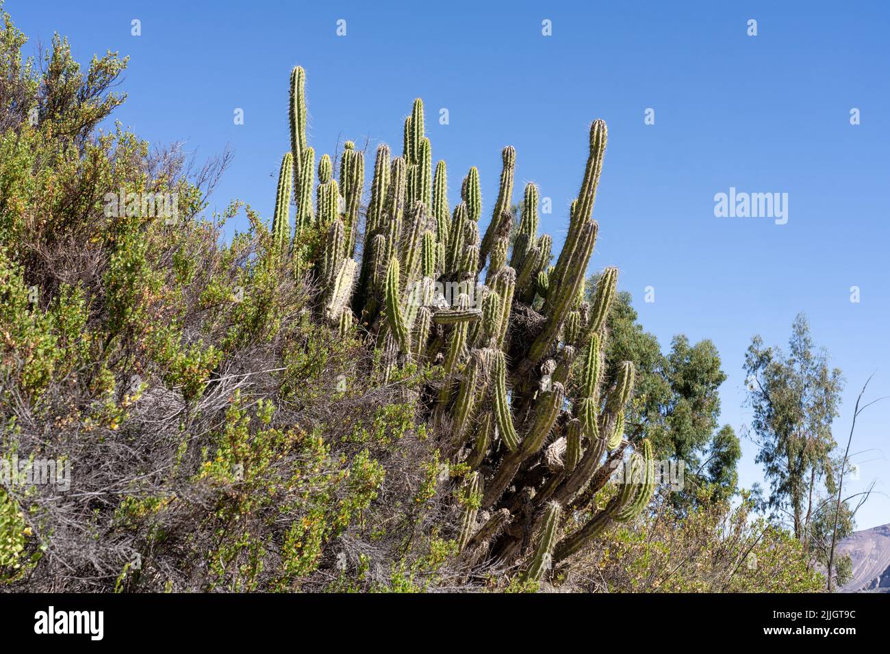 Corryocactus brevistylus, a columnar cactus in the Andean foothills at ...
