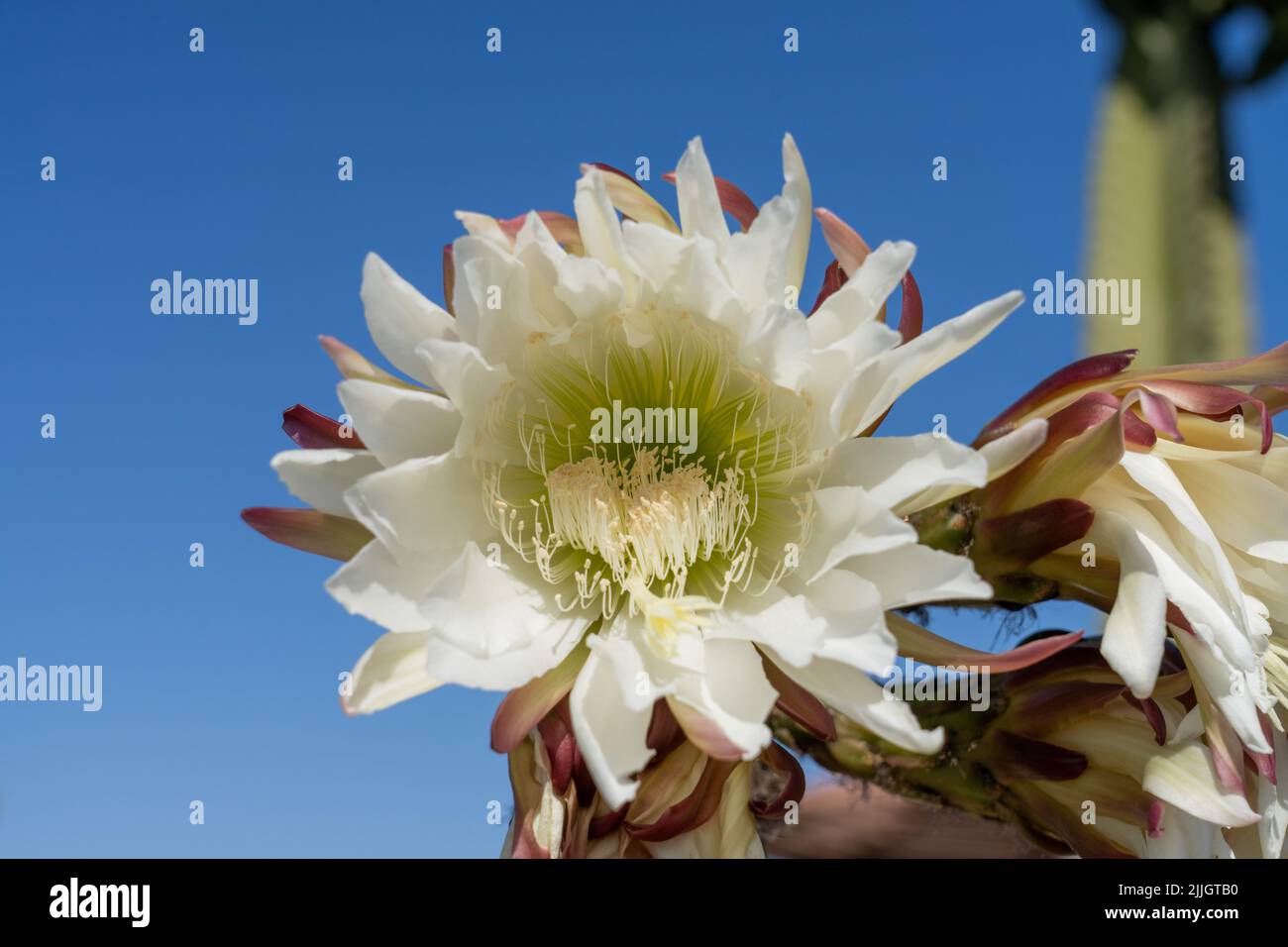Genus trichocereus hi-res stock photography and images - Alamy