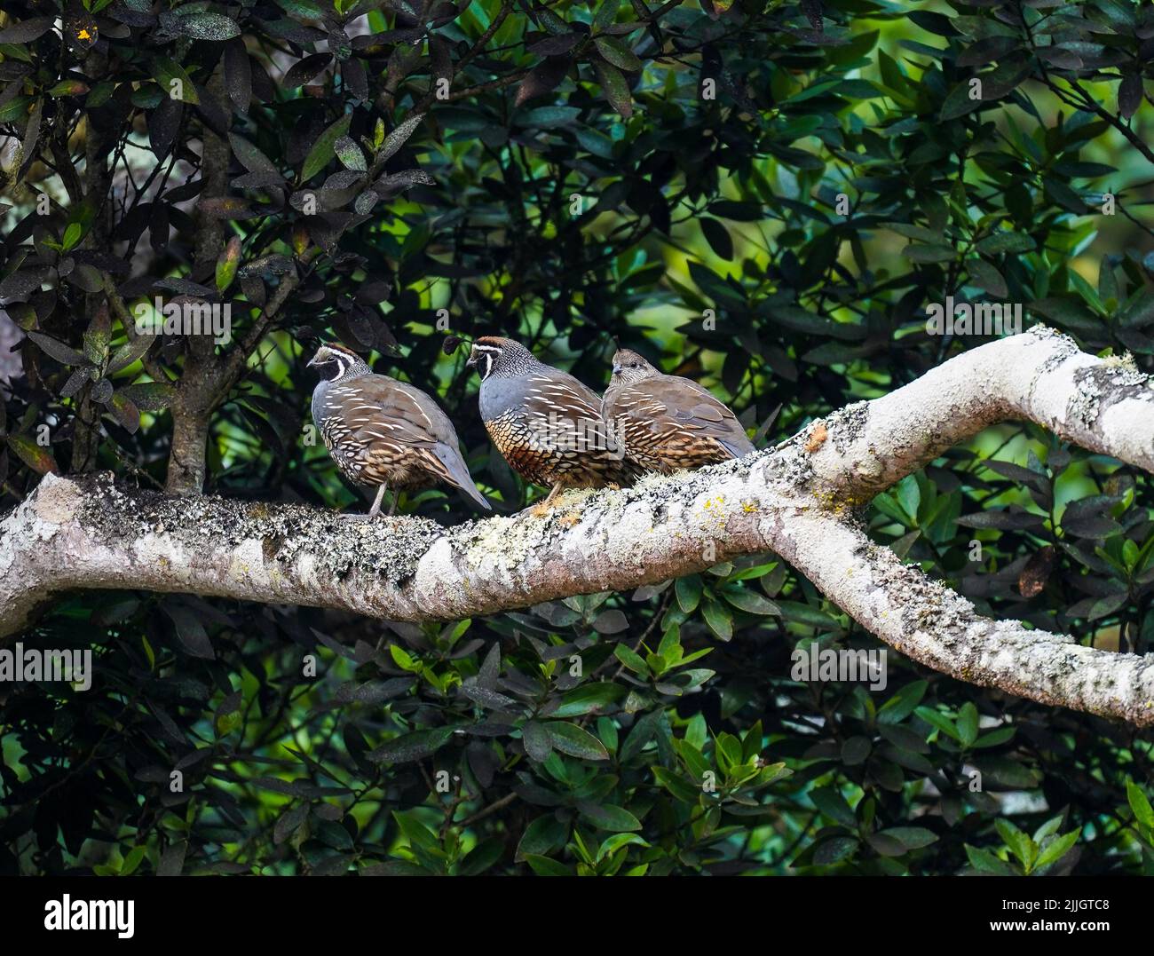 California Quails in Trees Stock Photo - Alamy