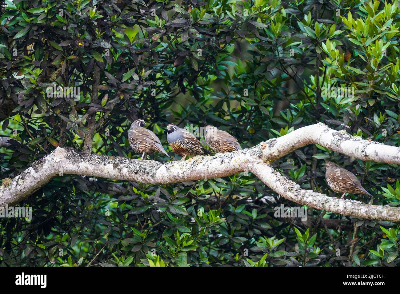 California Quails in Trees Stock Photo - Alamy