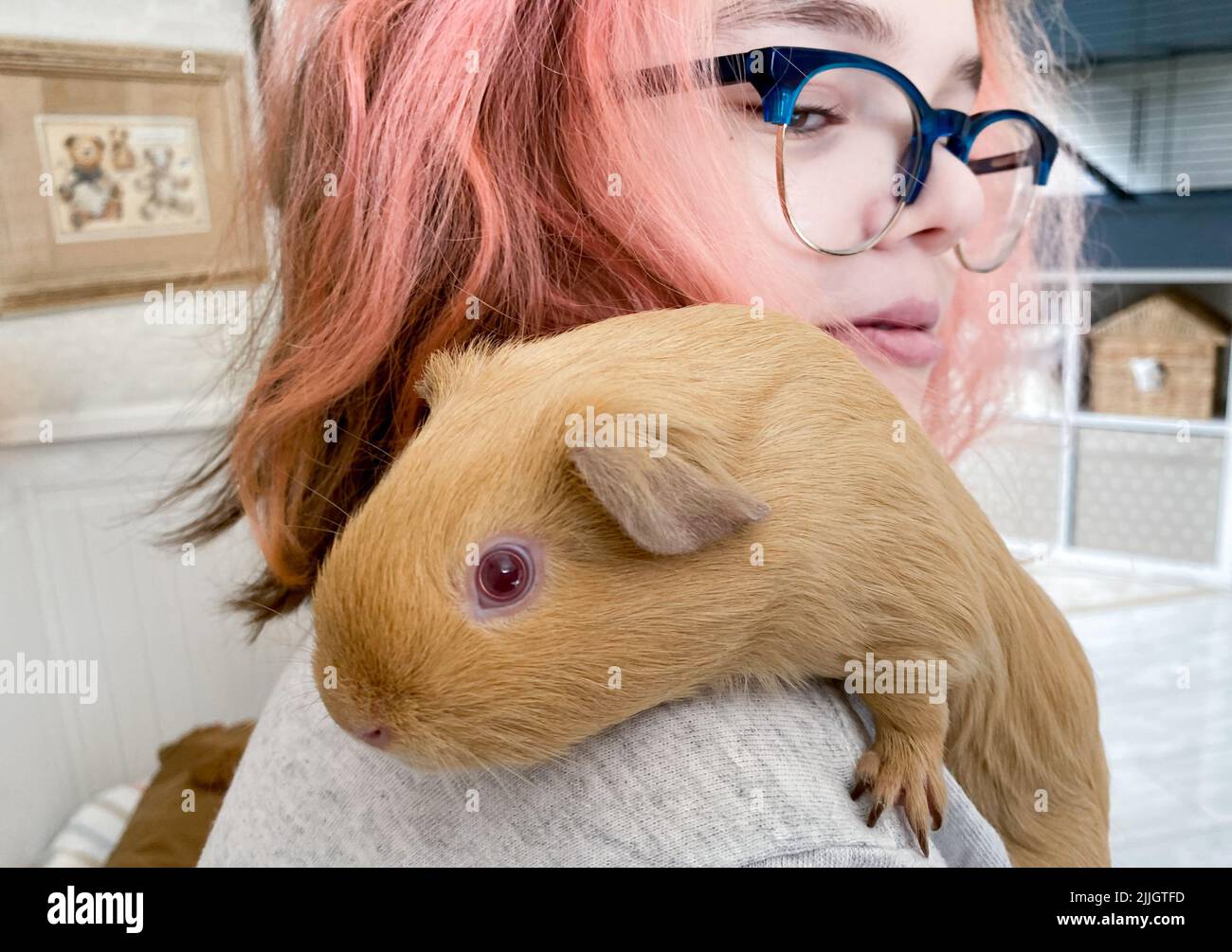 Orange guinea pig with red eyes sits on the shoulder of teen girl with ...