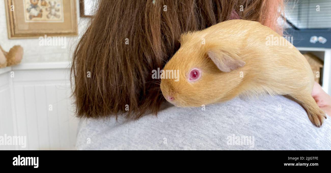 Orange guinea pig with red eyes sits on the shoulder of teen girl - his ...