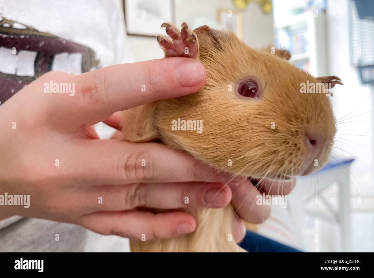 Portrait of funny orange guinea pig with red eyes paws up in owner ...