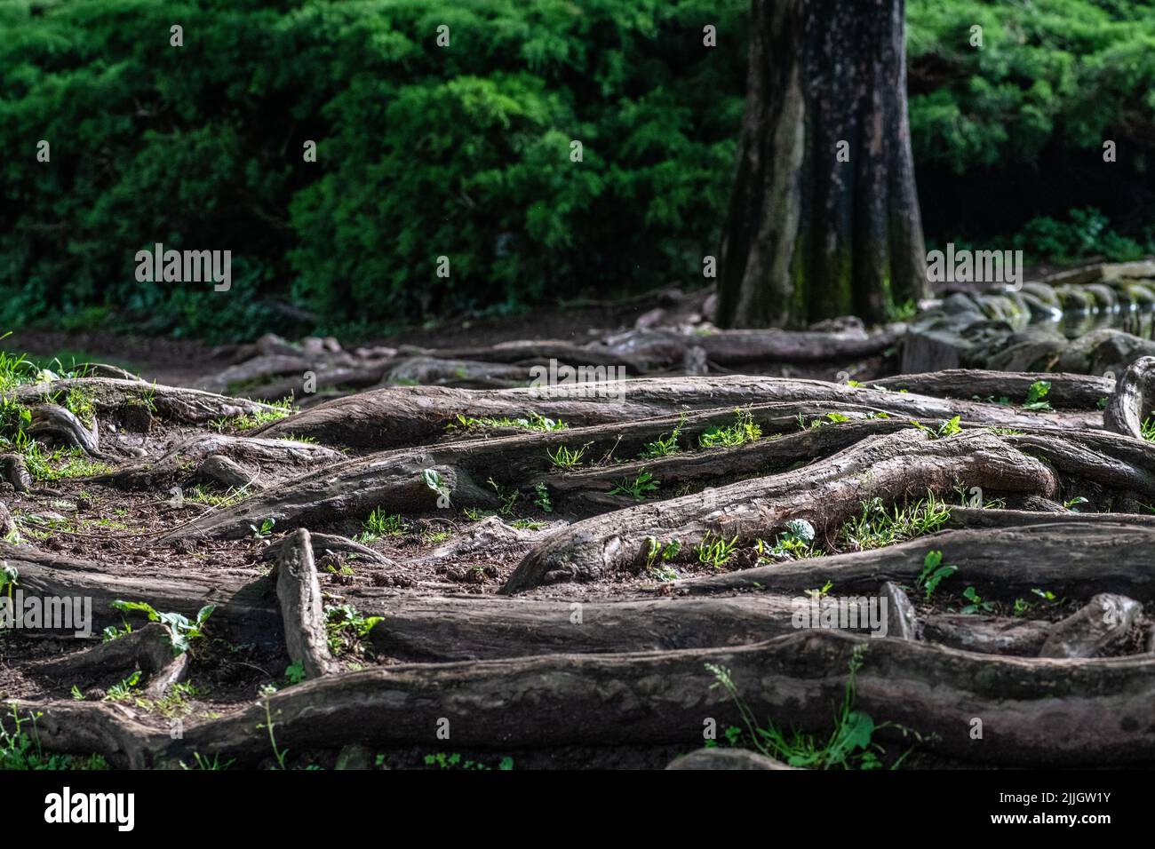A mystical view of the intertwined old tree roots on the surface of the ...