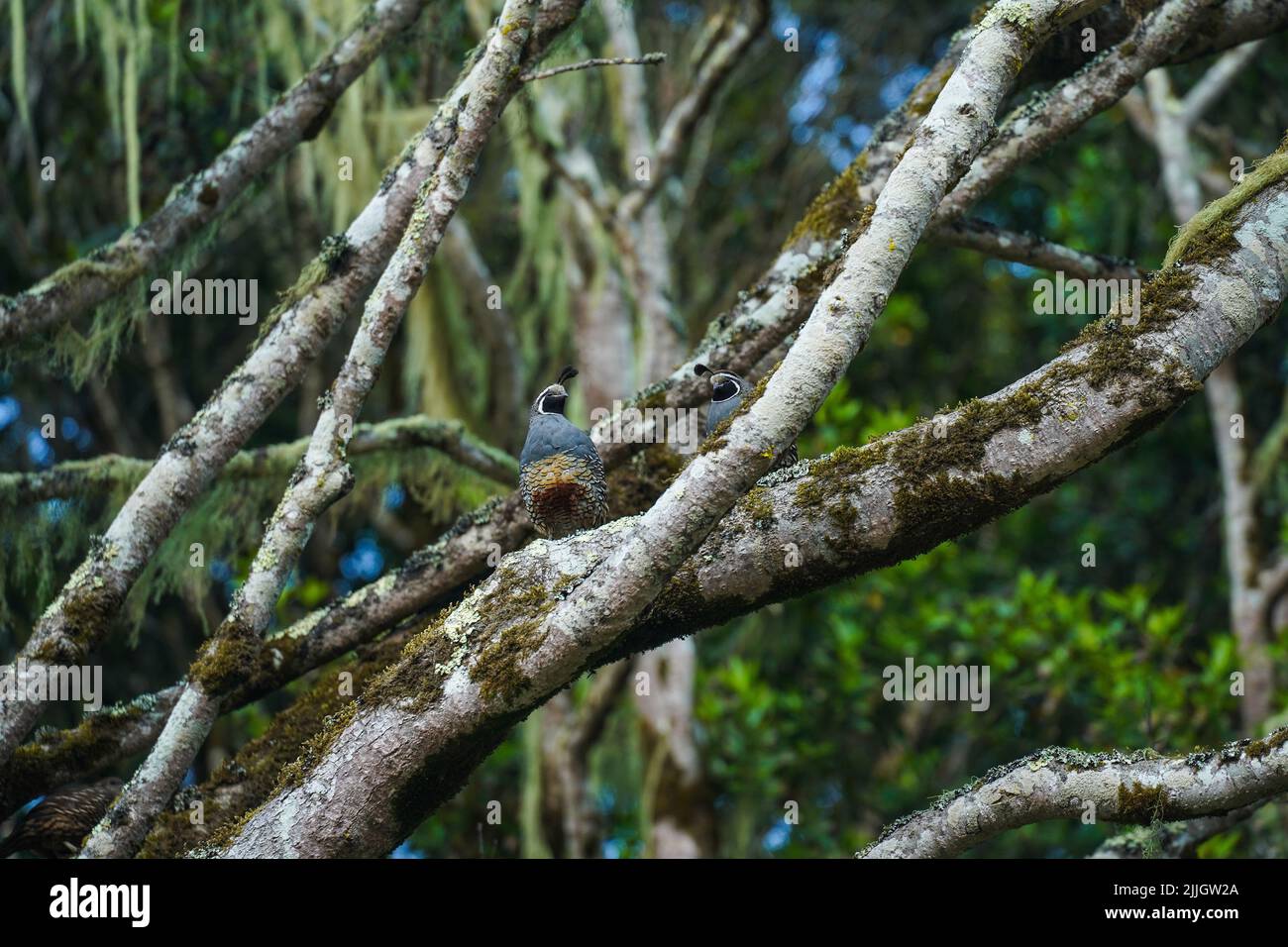 Quail tree nature bird hi-res stock photography and images - Alamy