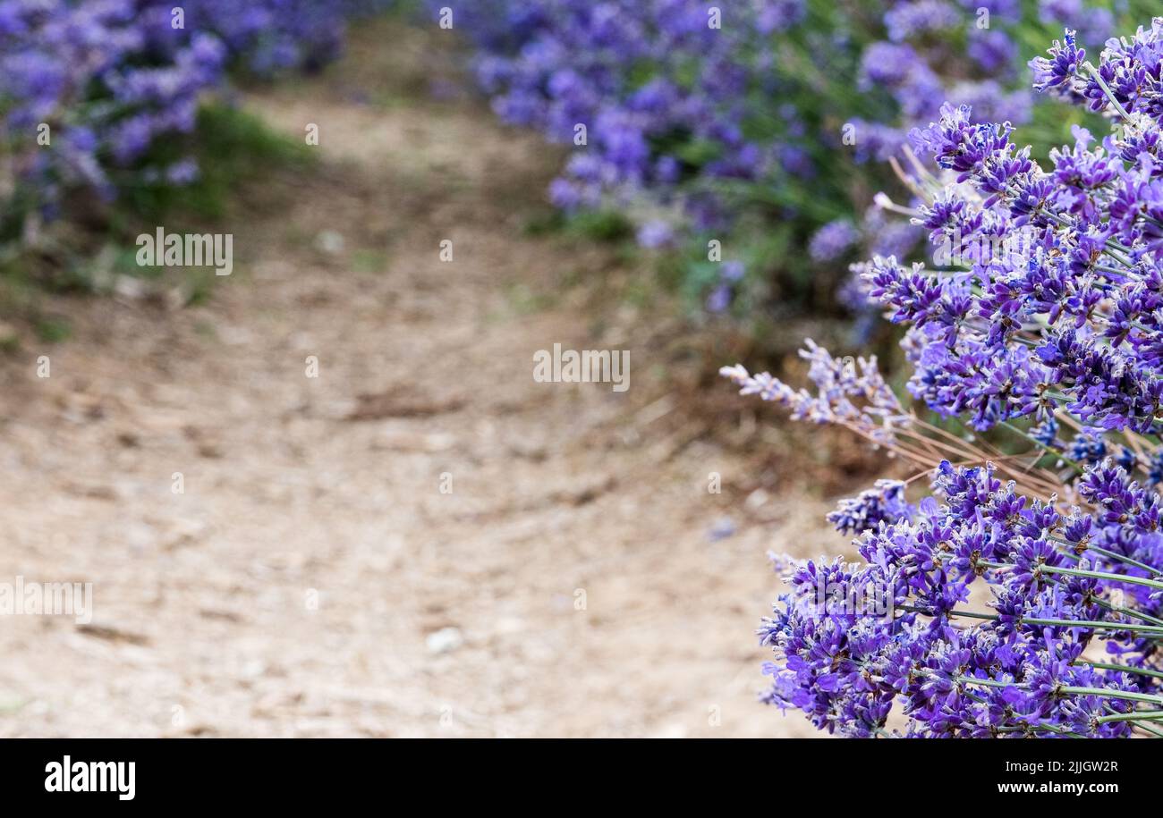 Rows of lavender in full bloom at Cotswold Lavender at Snowshill ...