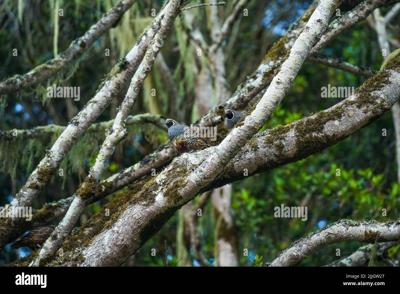Tree quails hi-res stock photography and images - Alamy