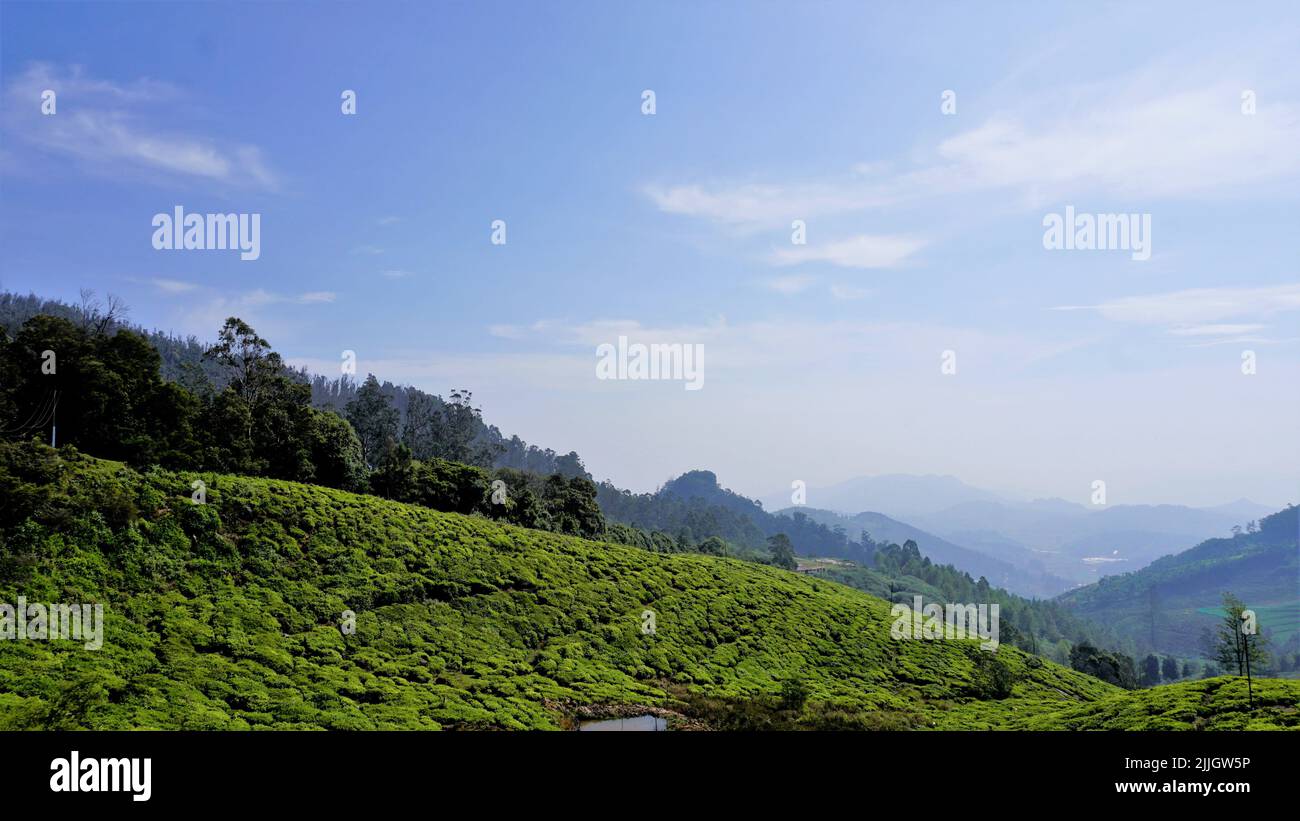 Beautiful tea garden or tea estates from Ooty. Lush greenery Landscape ...