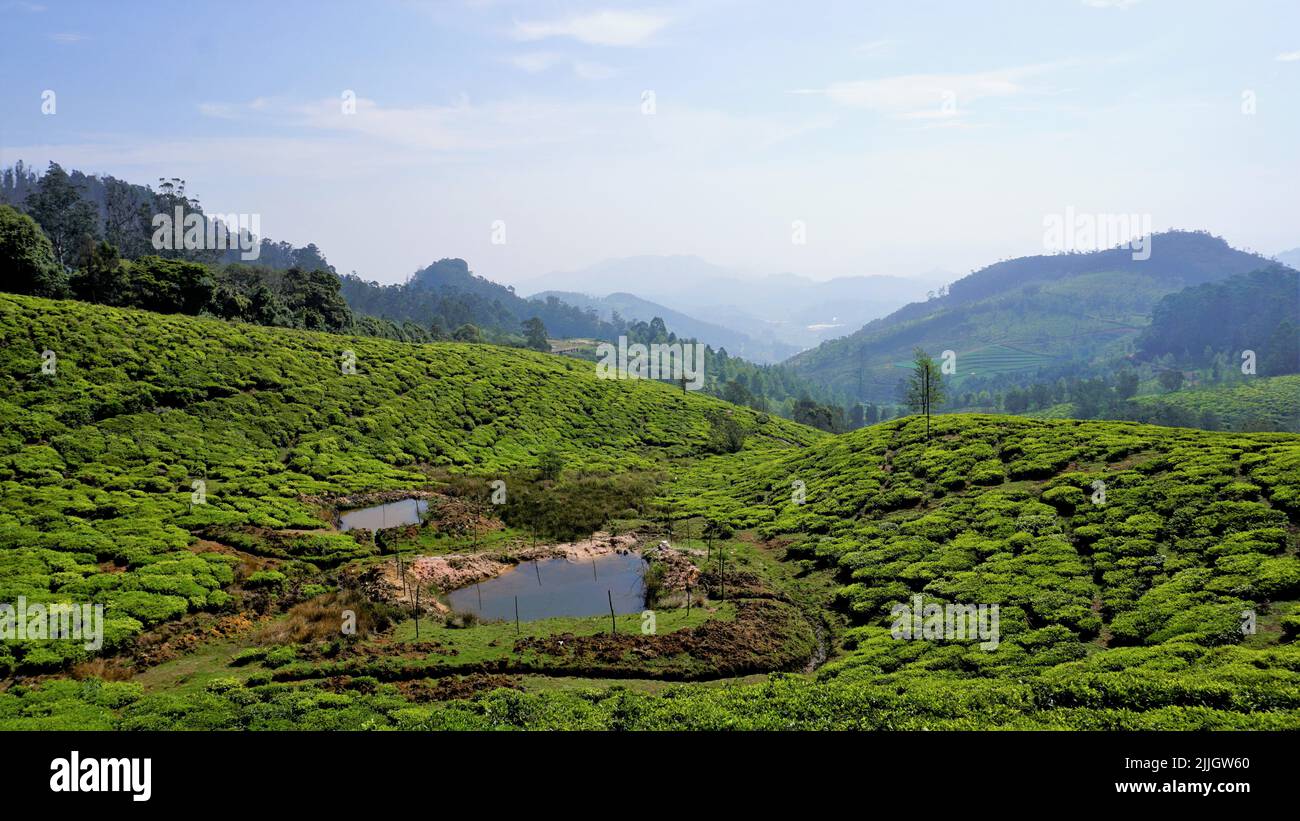 Beautiful tea garden or tea estates from Ooty. Lush greenery Landscape ...
