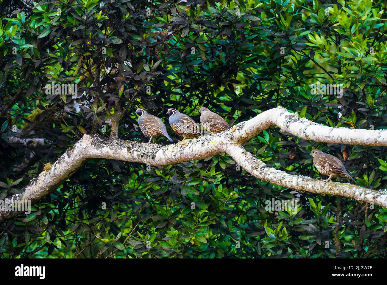 Tree quails hi-res stock photography and images - Alamy