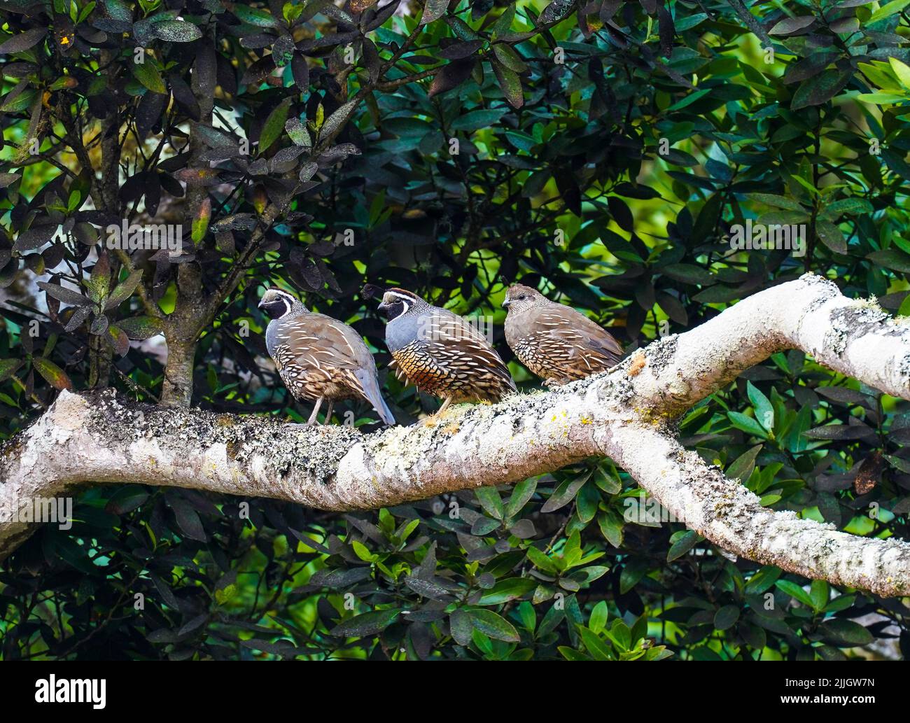 Tree quails hi-res stock photography and images - Alamy