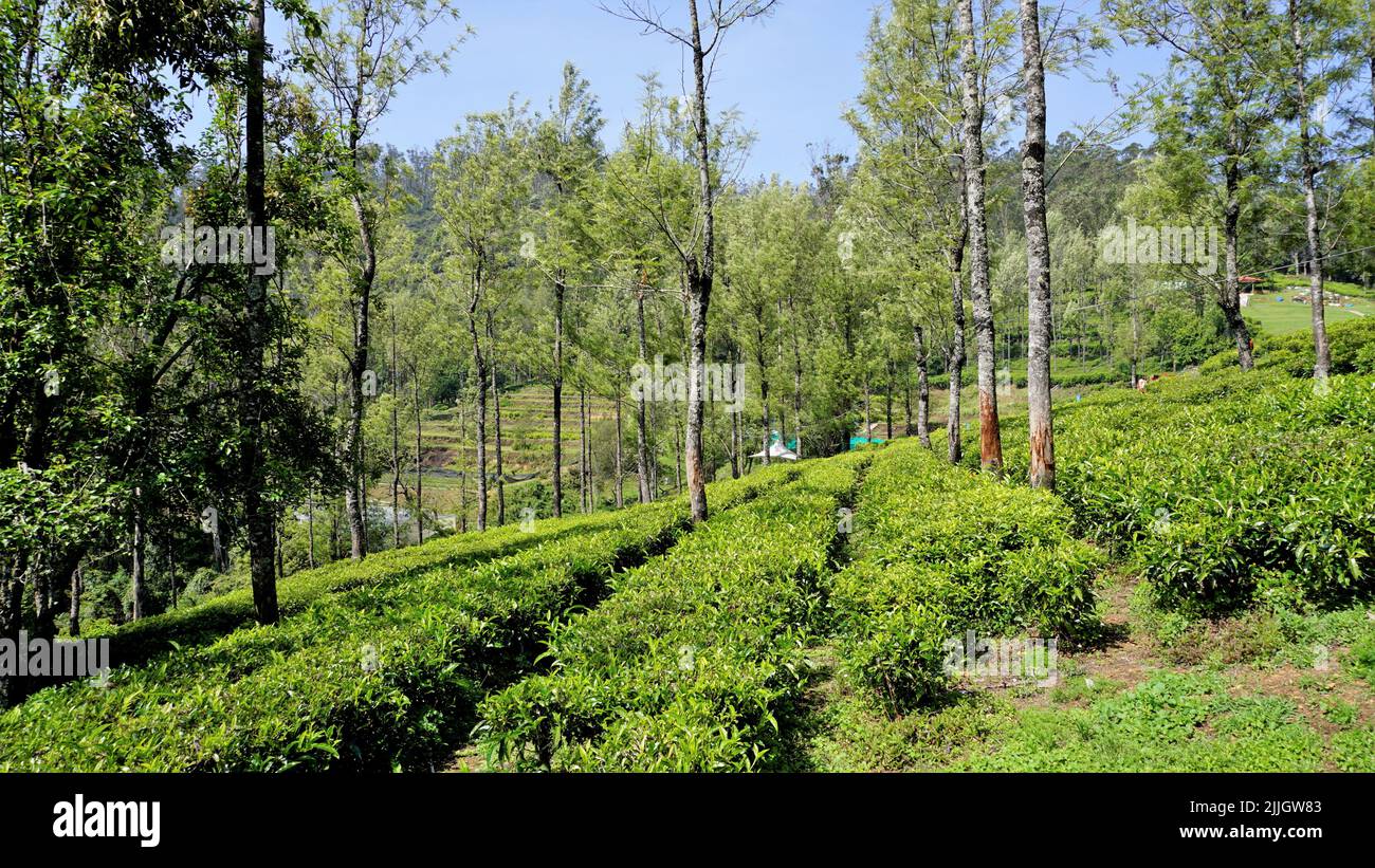 Beautiful tea garden or tea estates from Ooty. Lush greenery Landscape ...
