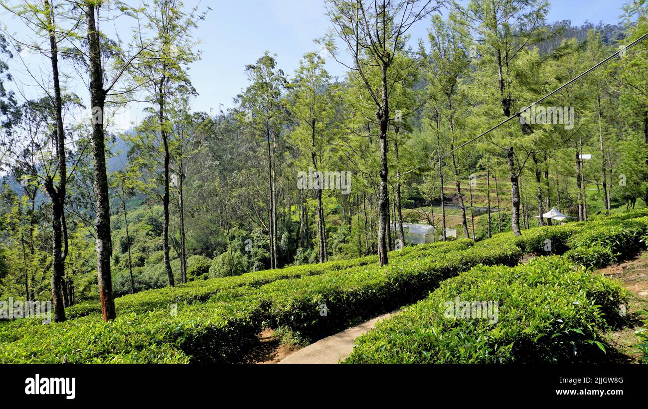 Beautiful tea garden or tea estates from Ooty. Lush greenery Landscape ...