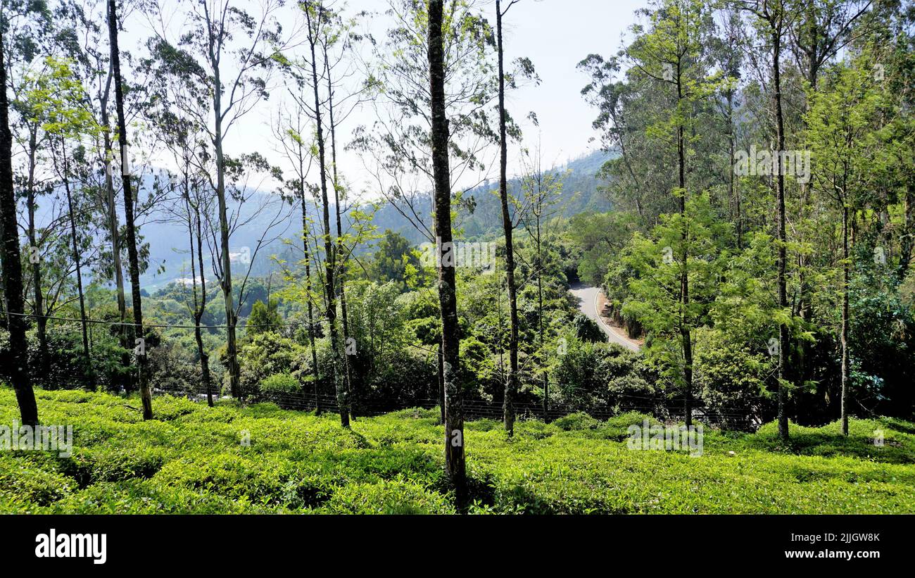 Beautiful tea garden or tea estates from Ooty. Lush greenery Landscape ...
