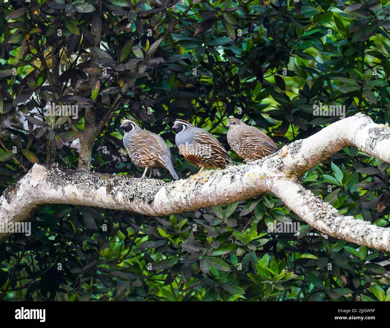 California Quails in Trees Stock Photo - Alamy