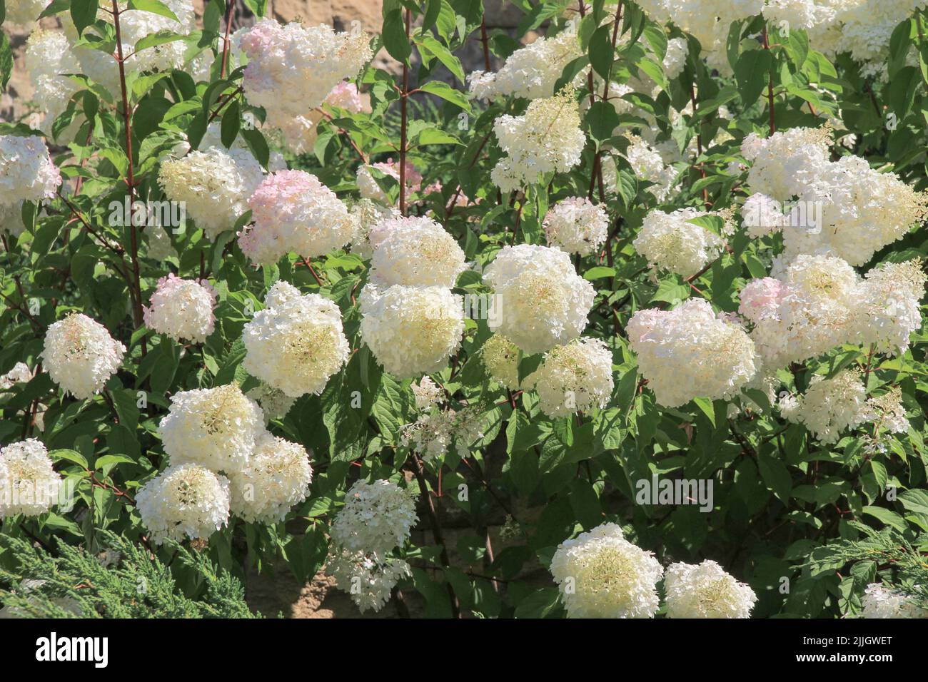 Hydrangeas backgrounds hi-res stock photography and images - Alamy