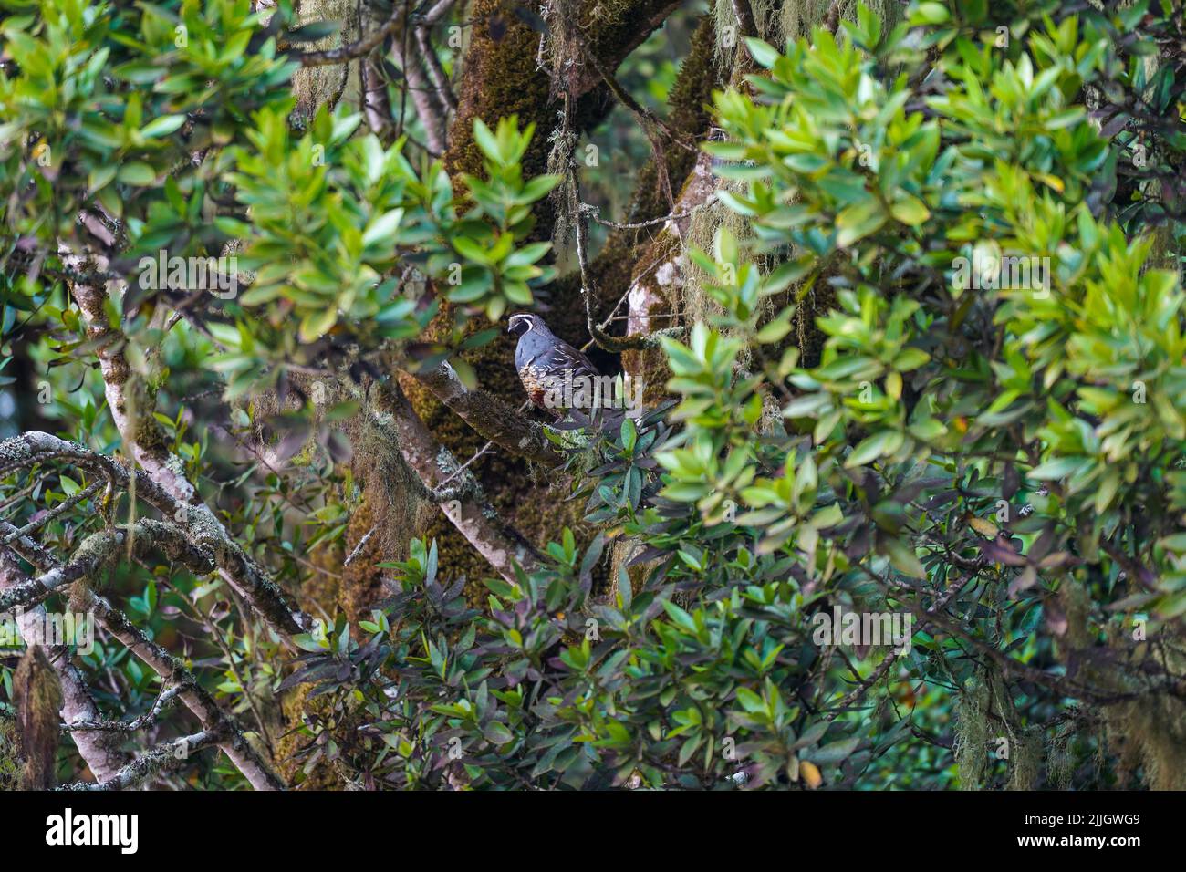 Tree quails hi-res stock photography and images - Alamy