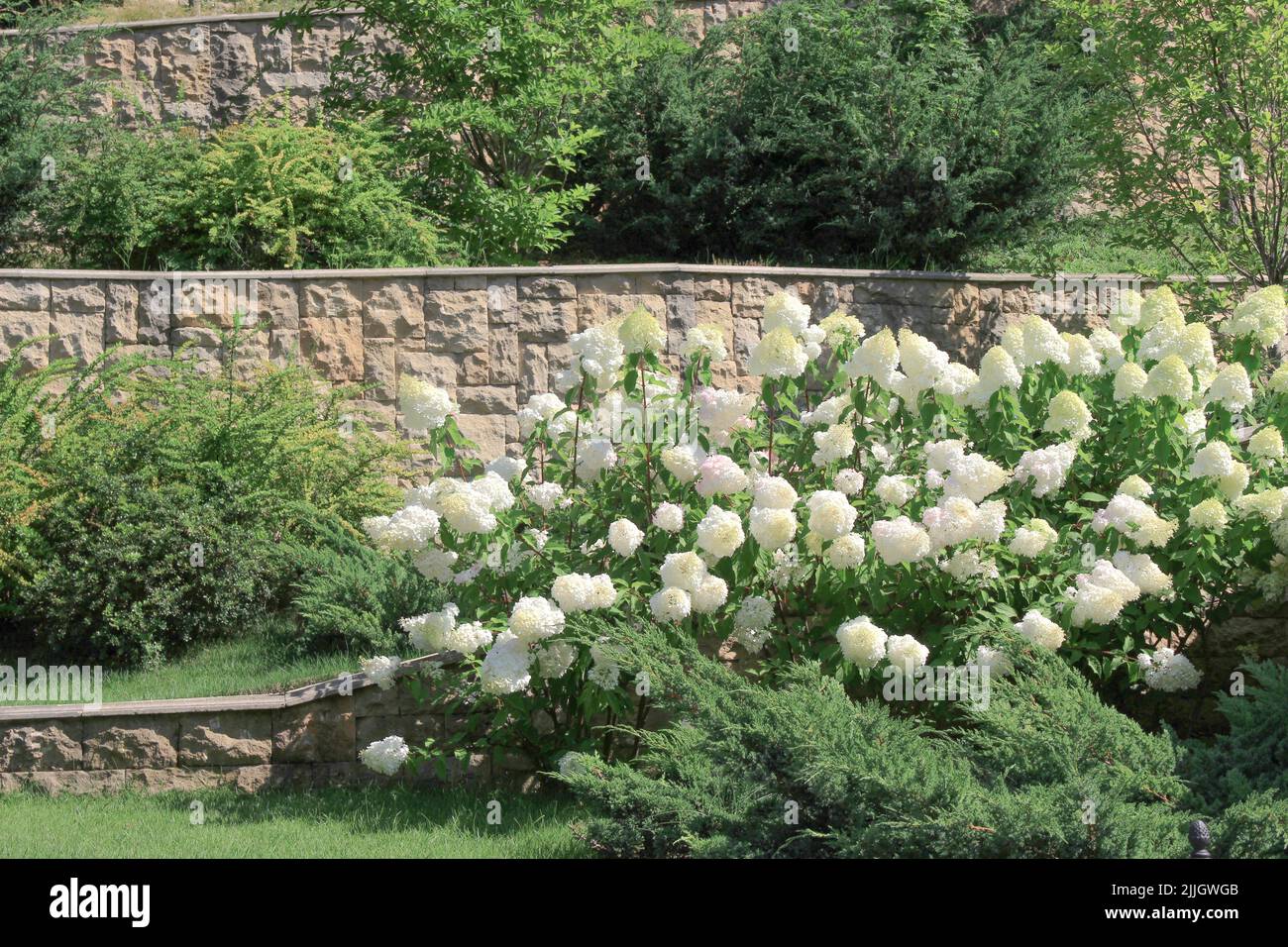 Green and white hydrangea bushes, fences made of natural stone Stock ...