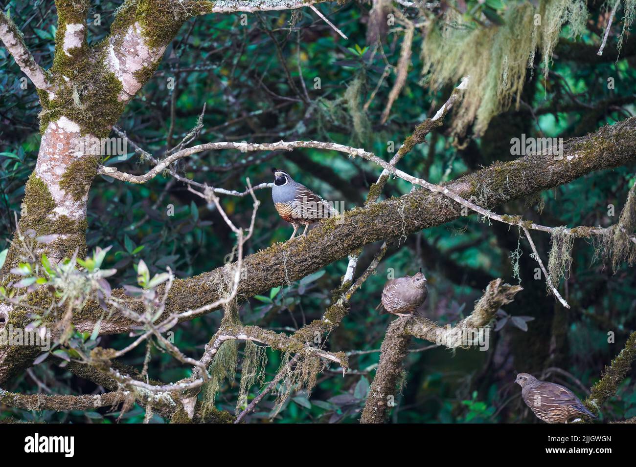 Tree quails hi-res stock photography and images - Alamy