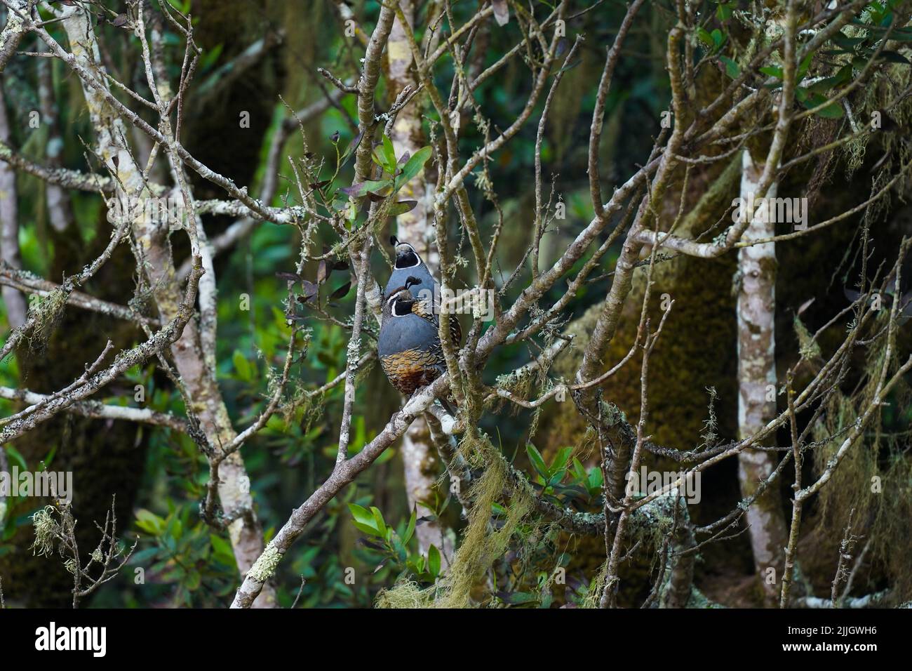 California Quails in Trees Stock Photo - Alamy