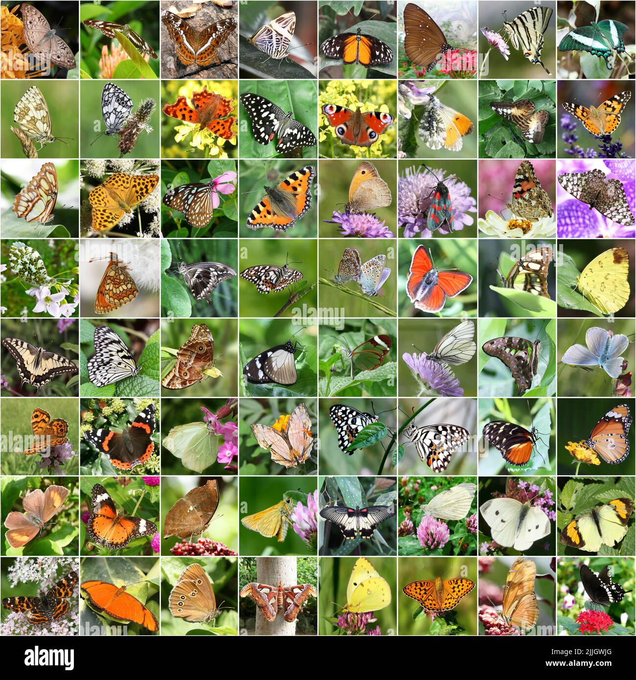 Flora and fauna collage hi-res stock photography and images - Alamy