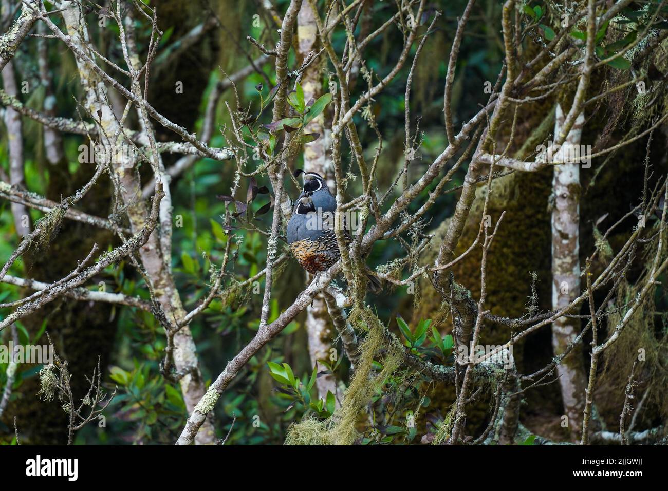 California Quails in Trees Stock Photo - Alamy