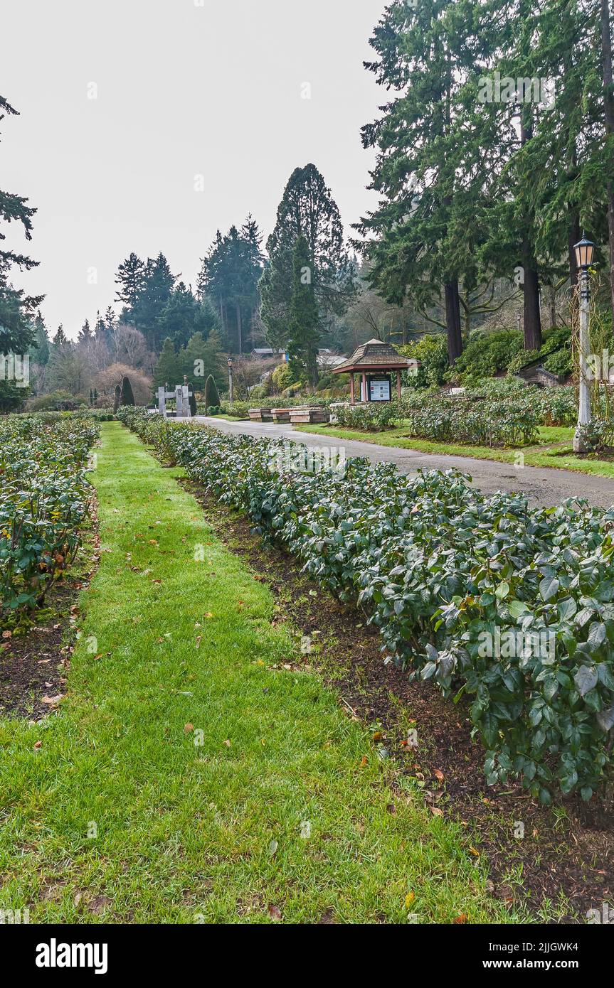Rows of bushes at the International Rose Test Garden in Portland ...
