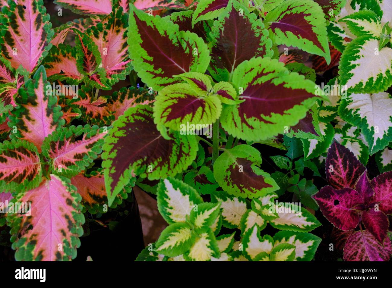 Background of colorfully leaves, tropical leaves texture, dark green ...