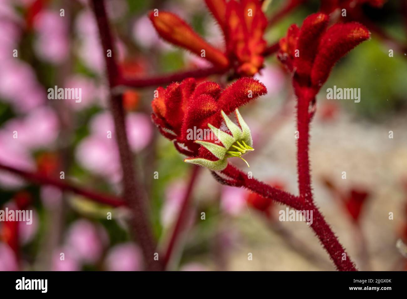 Anigozanthos fury hi-res stock photography and images - Alamy